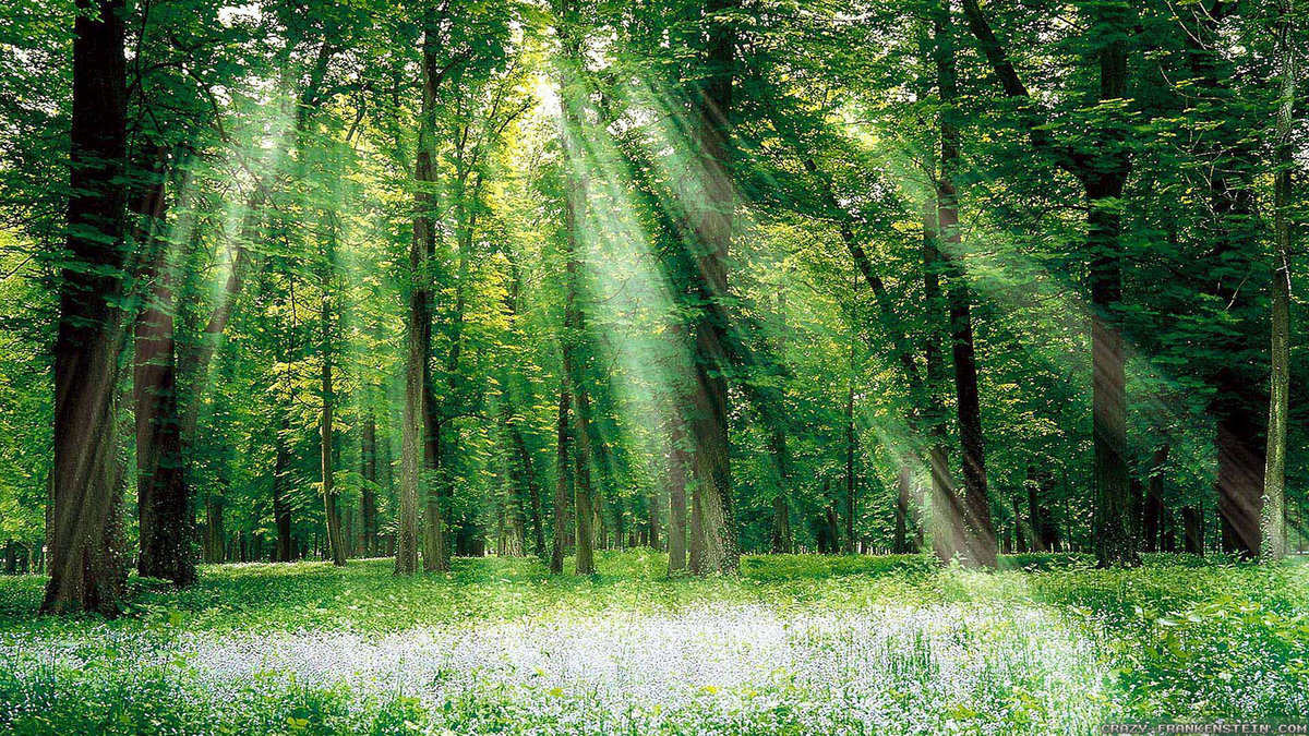 CLEARING by Martha Postlethwaite, a setting for SSAA – ALLIE WEIGH